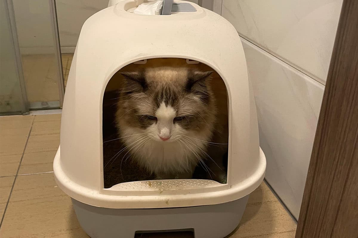 Golden Standards of Cat Stool: Key Indicators of Your Feline’s Health