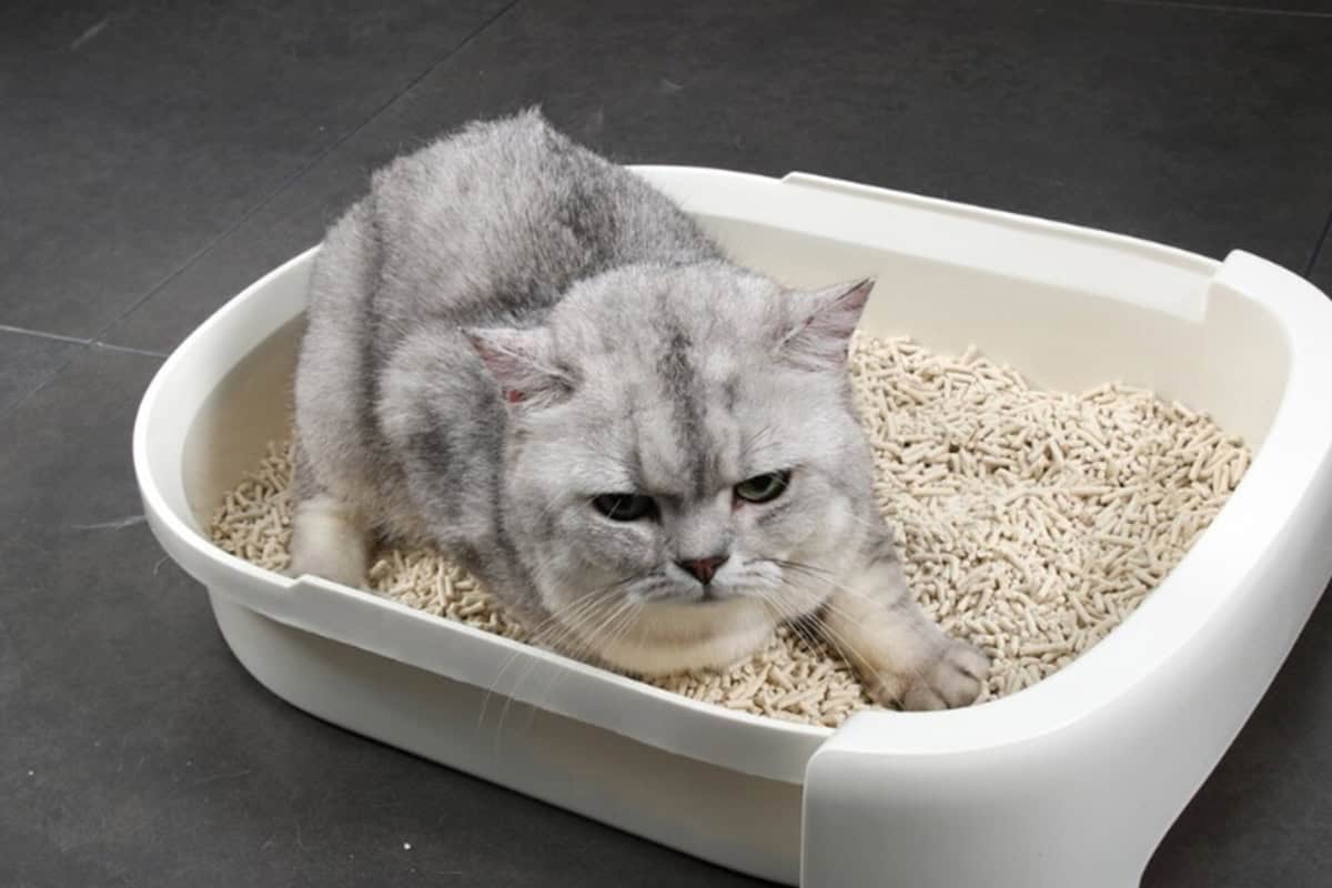 Tiga Pembunuh Tersembunyi dalam Pasir Kucing Berkualiti Rendah: Panduan ...